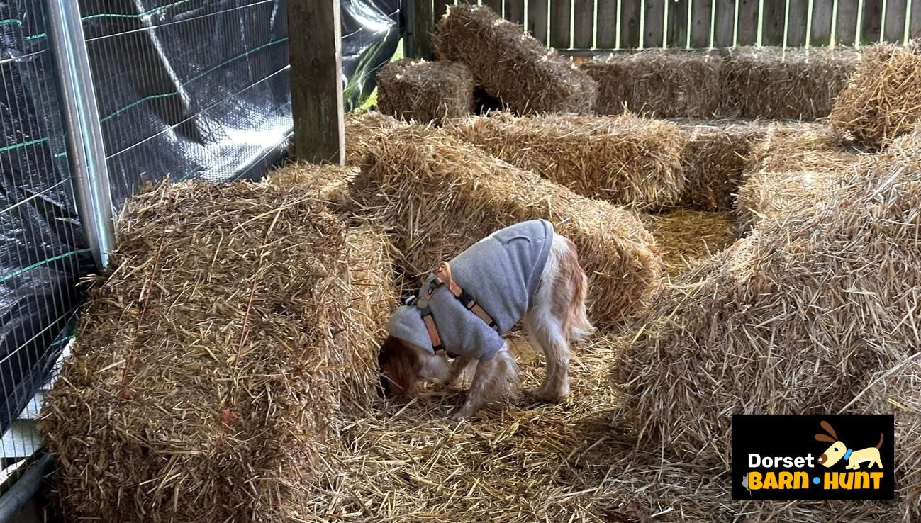 Dorset Barn Hunt