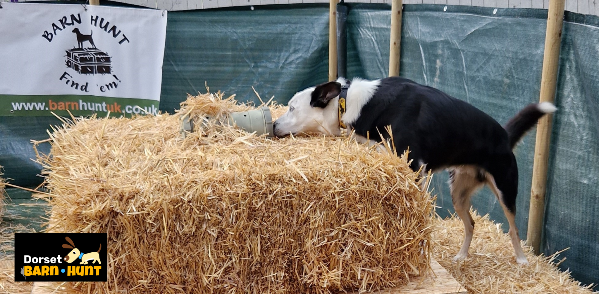 About Barn Hunt – Dorset Barn Hunt
