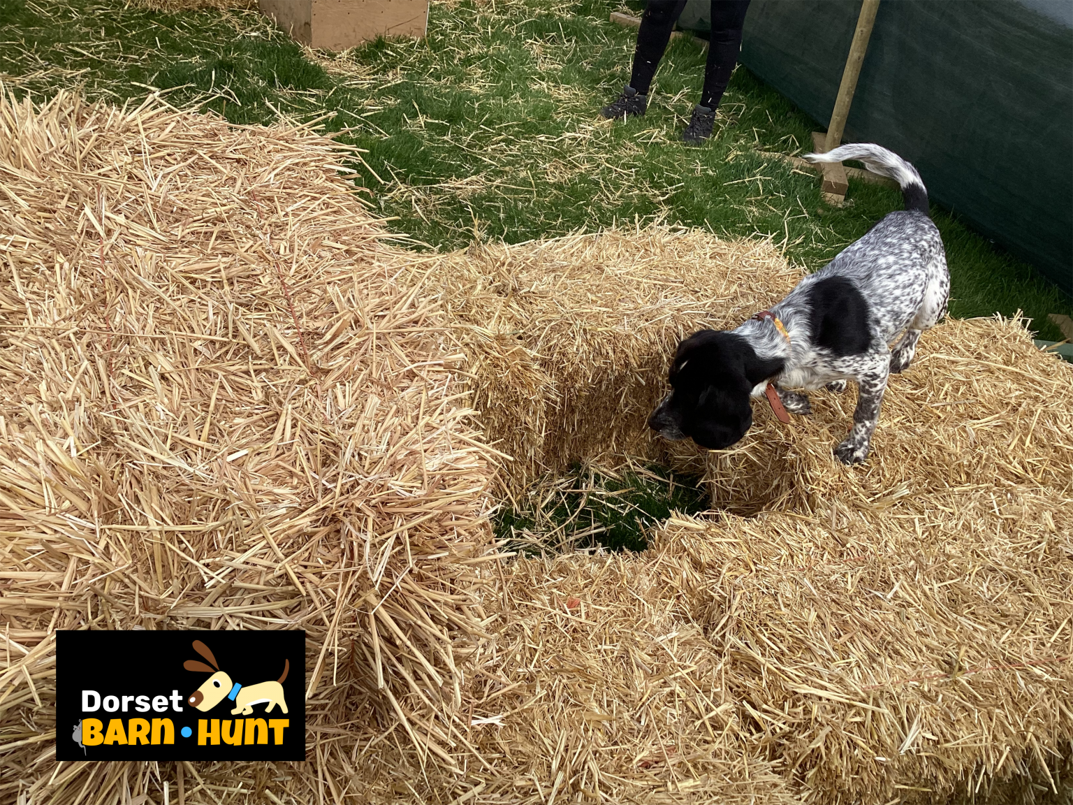 About Barn Hunt – Dorset Barn Hunt